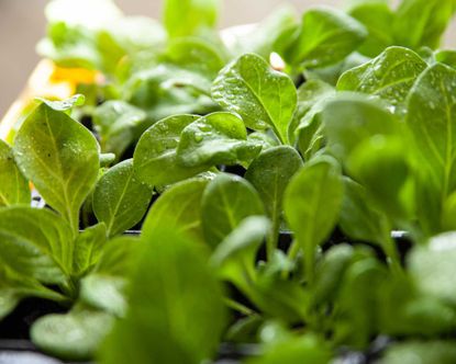 Fast-growing vegetables: 10 top picks for quick crops | Gardeningetc