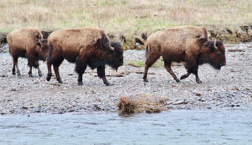 How to draw animals: 15 top tips | Creative Bloq