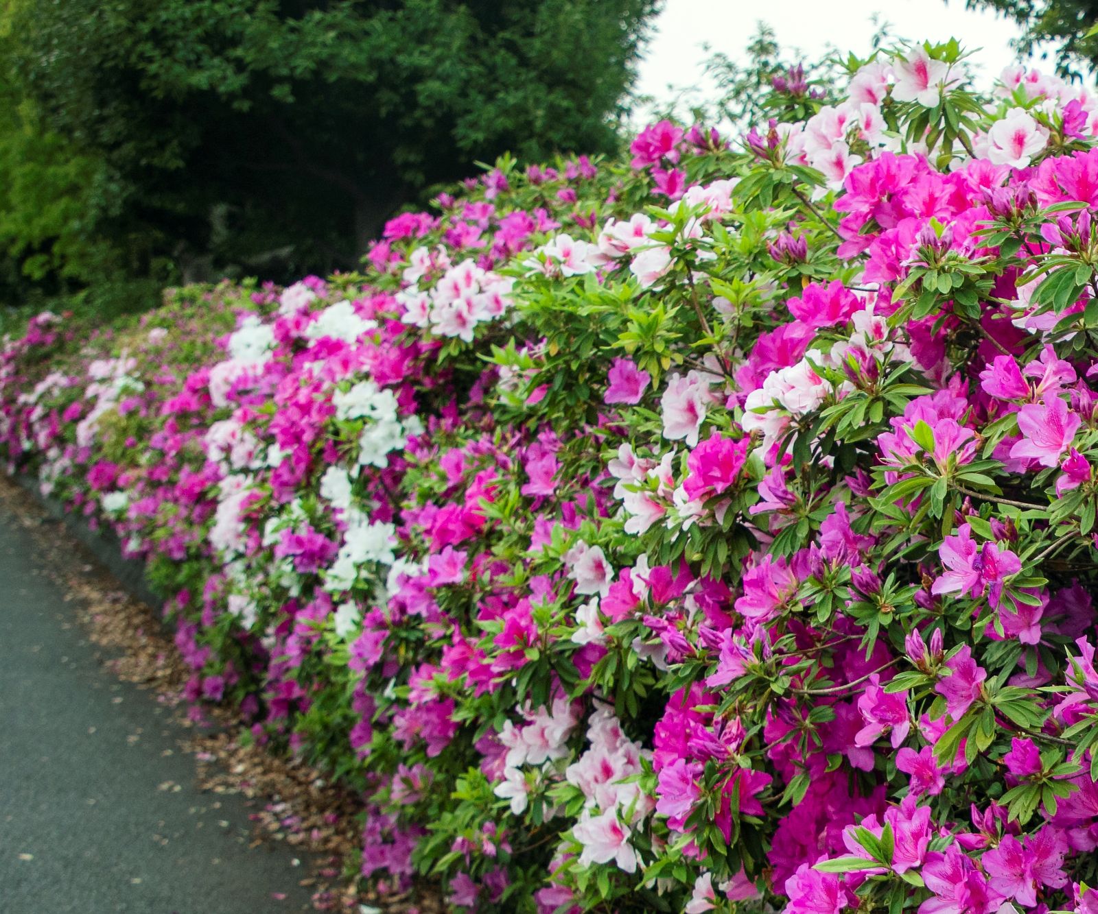 How to revive old rhododendron plants: expert pruning advice | Homes ...