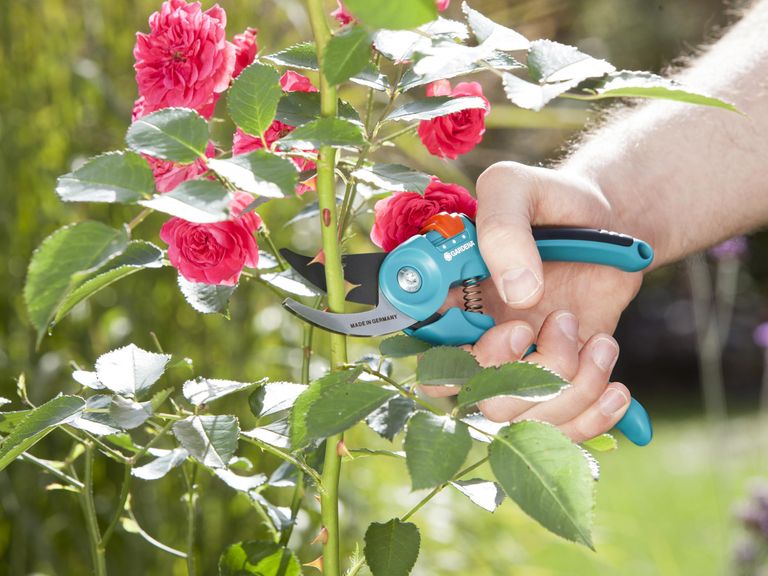 7 best secateurs: top buys to help you keep your garden tidy | Gardeningetc