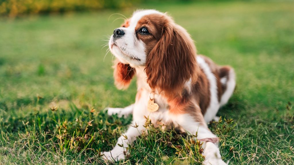 32 low maintenance dog breeds for busy people | PetsRadar