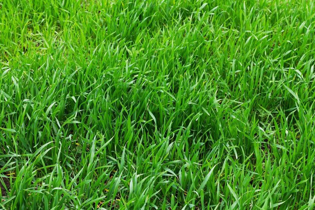 5 Drought-Tolerant Lawn Grasses That Thrive In Dry Conditions | Livingetc