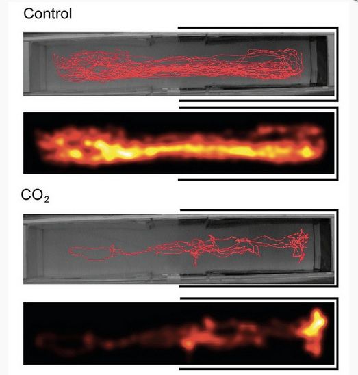 Nervous Nemo: Ocean Acidification Could Make Fish Anxious | Live Science