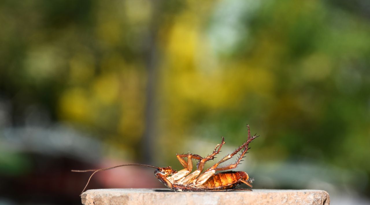 How to get rid of roaches naturally: 5 remedies to keep them out