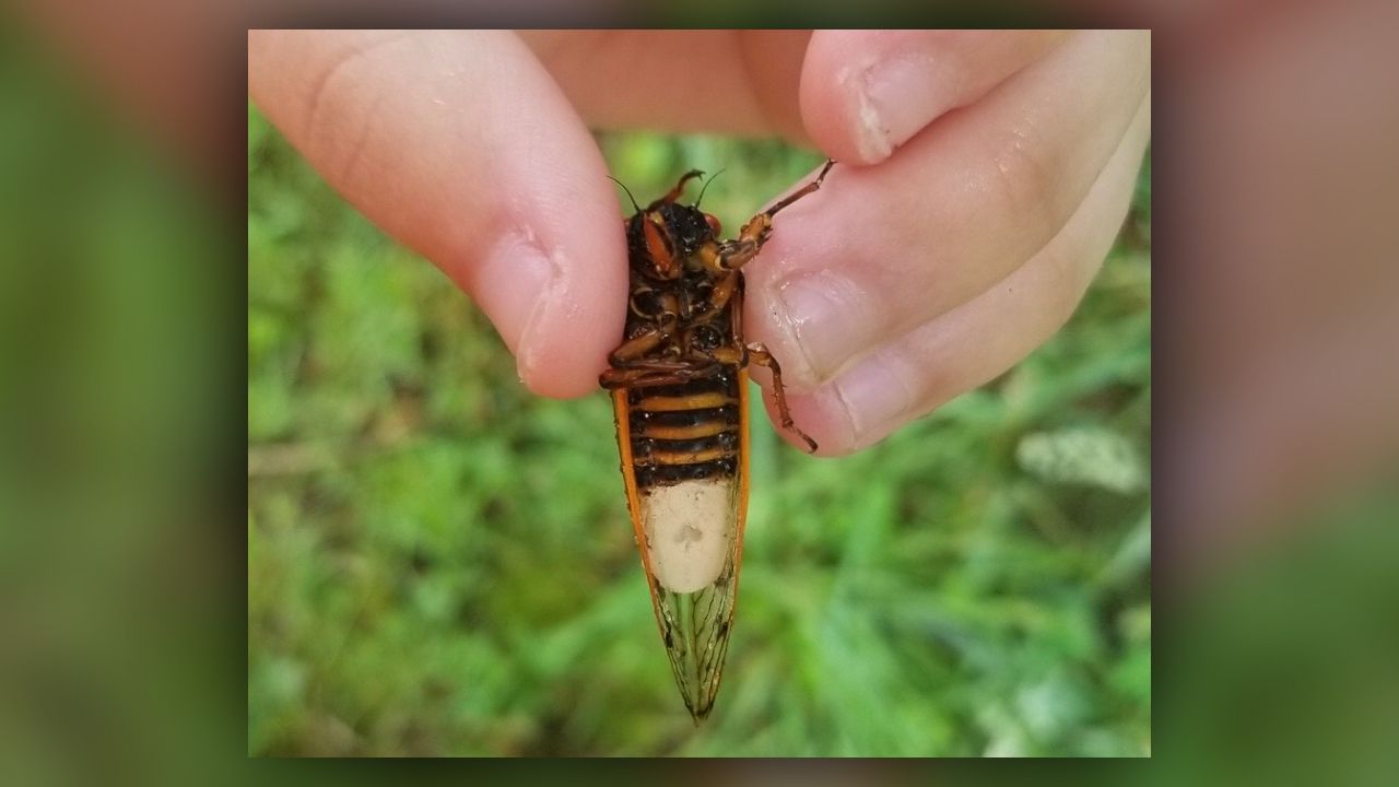 Mind-controlling fungus makes zombie cicadas lure other cicadas to a ...