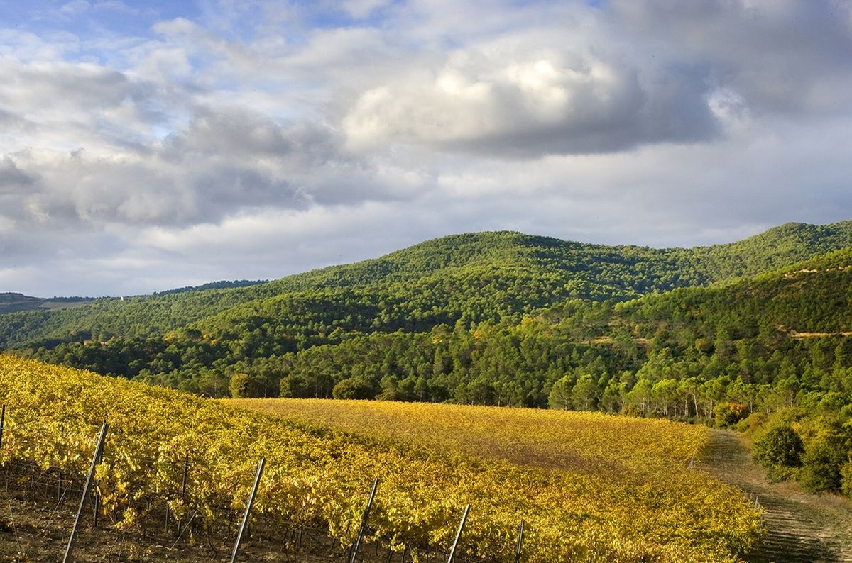 Our expert selects 18 wines from the mountains of Navarra that you need ...