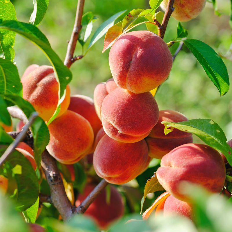 Tips & Information about Fruits | Gardening Know How