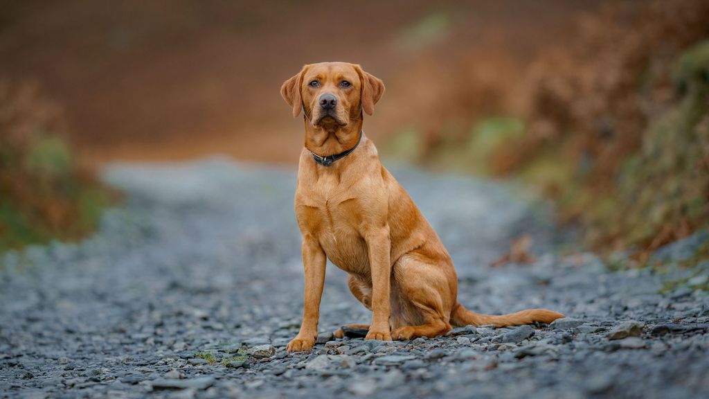 25 of the most expensive pets in the world | PetsRadar