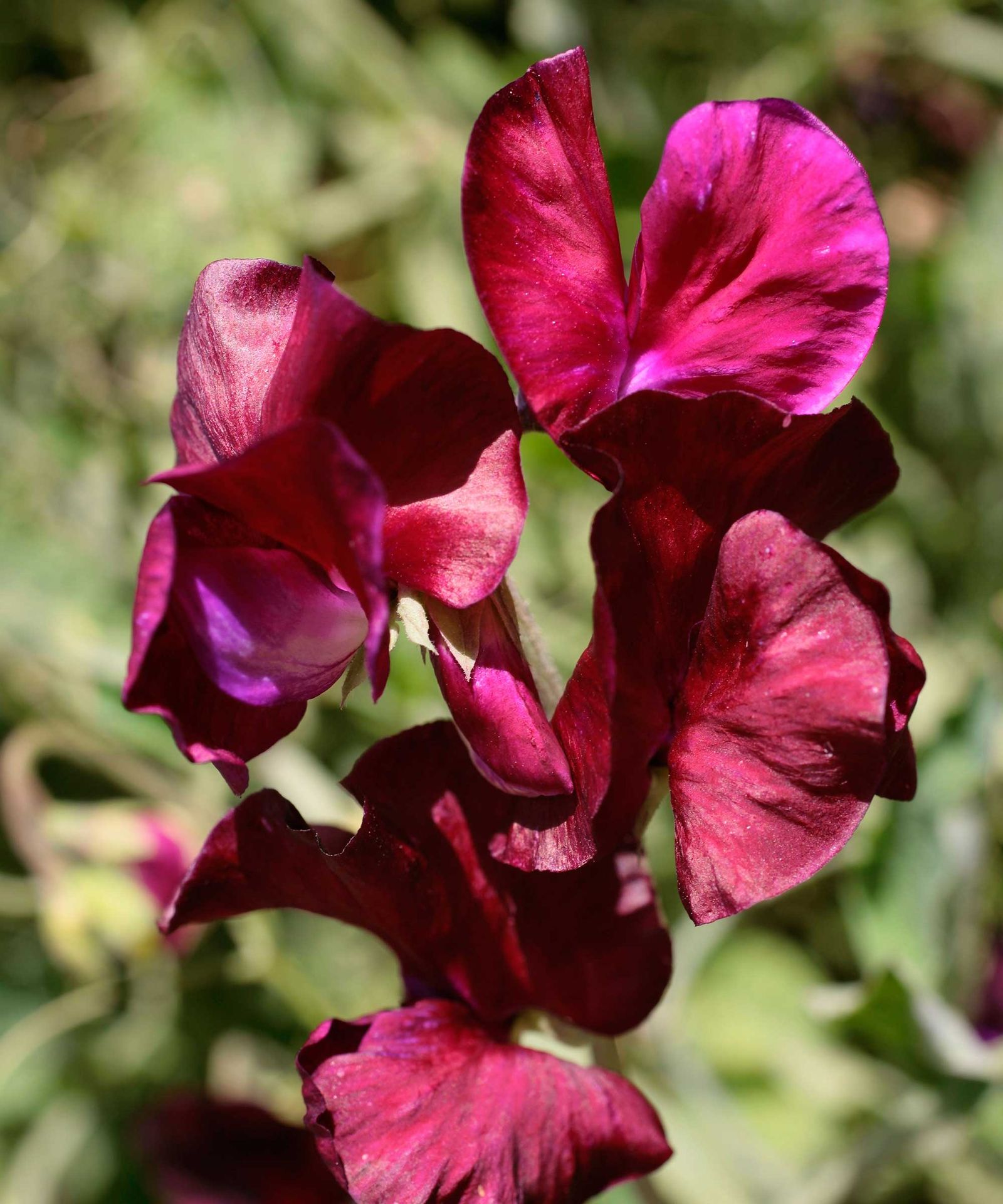 Sweet pea varieties: 16 blooms for summertime scent | Gardeningetc