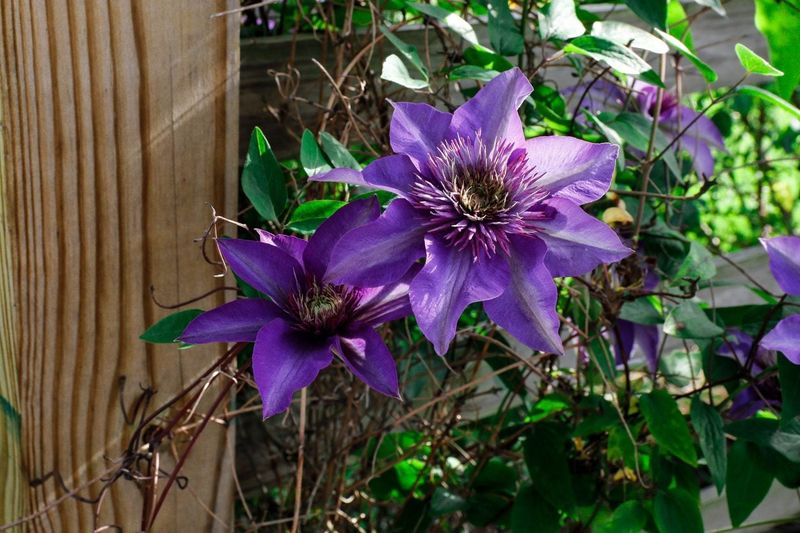 Tips & Information about Gardening By Zone | Gardening Know How