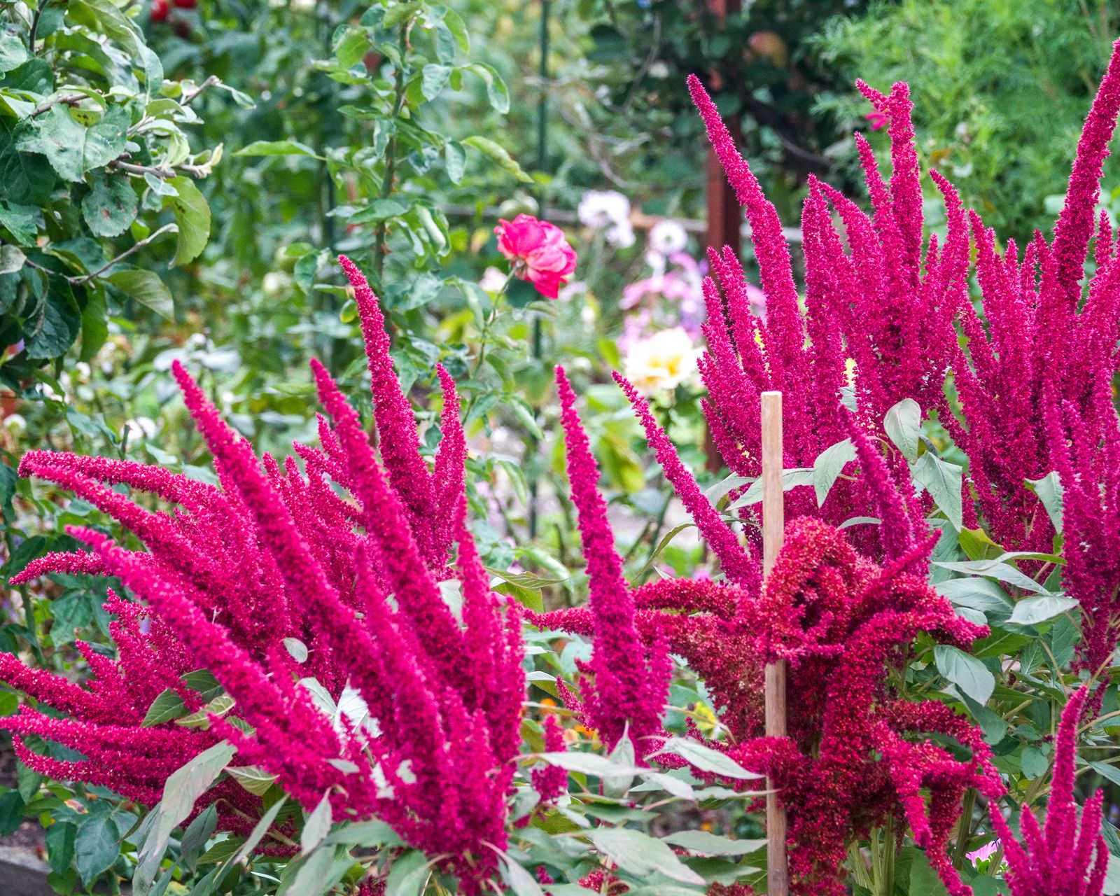 8 Unusual Flowers To Grow In Your Cutting Garden | Gardening Know How