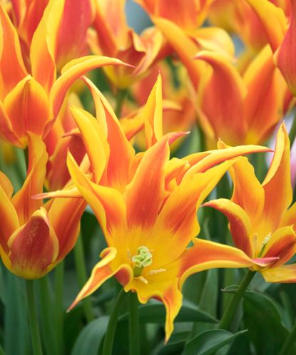 March gardening jobs: 10 ways to get your garden in shape | Gardeningetc