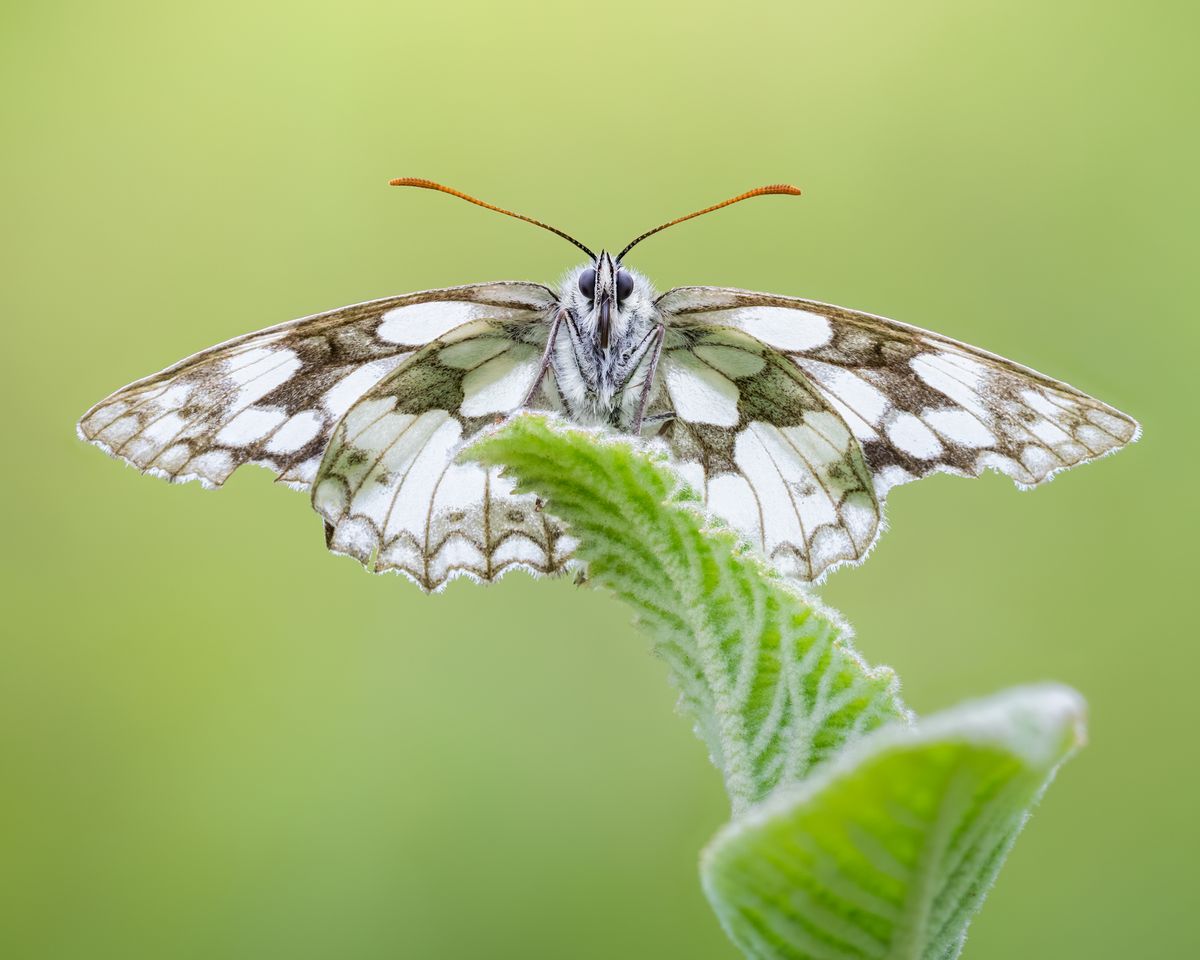 Follow these 4 easy steps for better butterfly photography | Digital ...