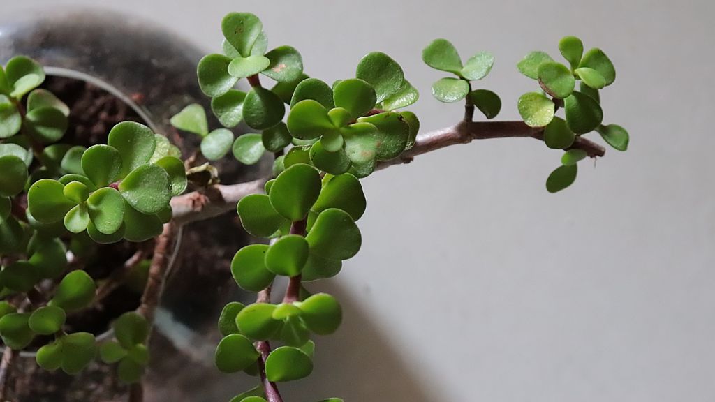 How to care for a jade plant: make this lucky plant thrive | Homes and ...
