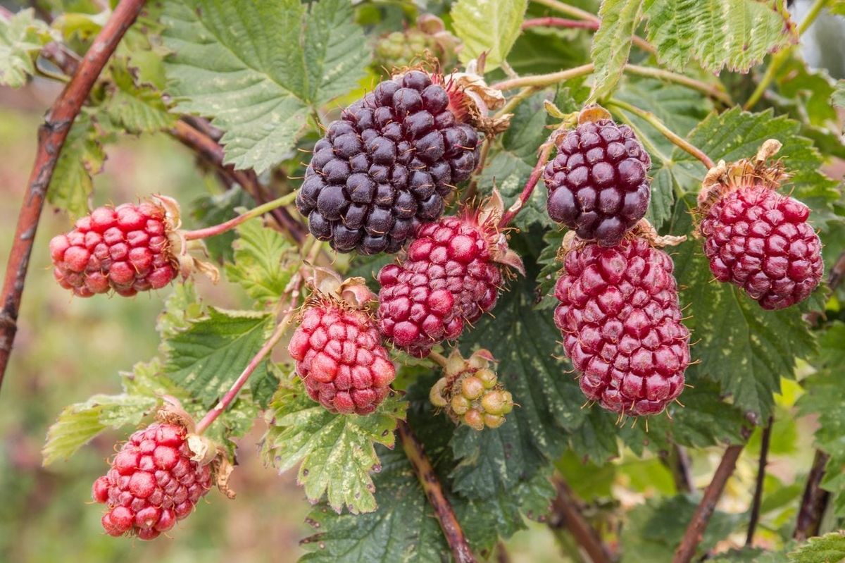 Boysenberry Care: How To Grow Boysenberries In The Garden | Gardening ...