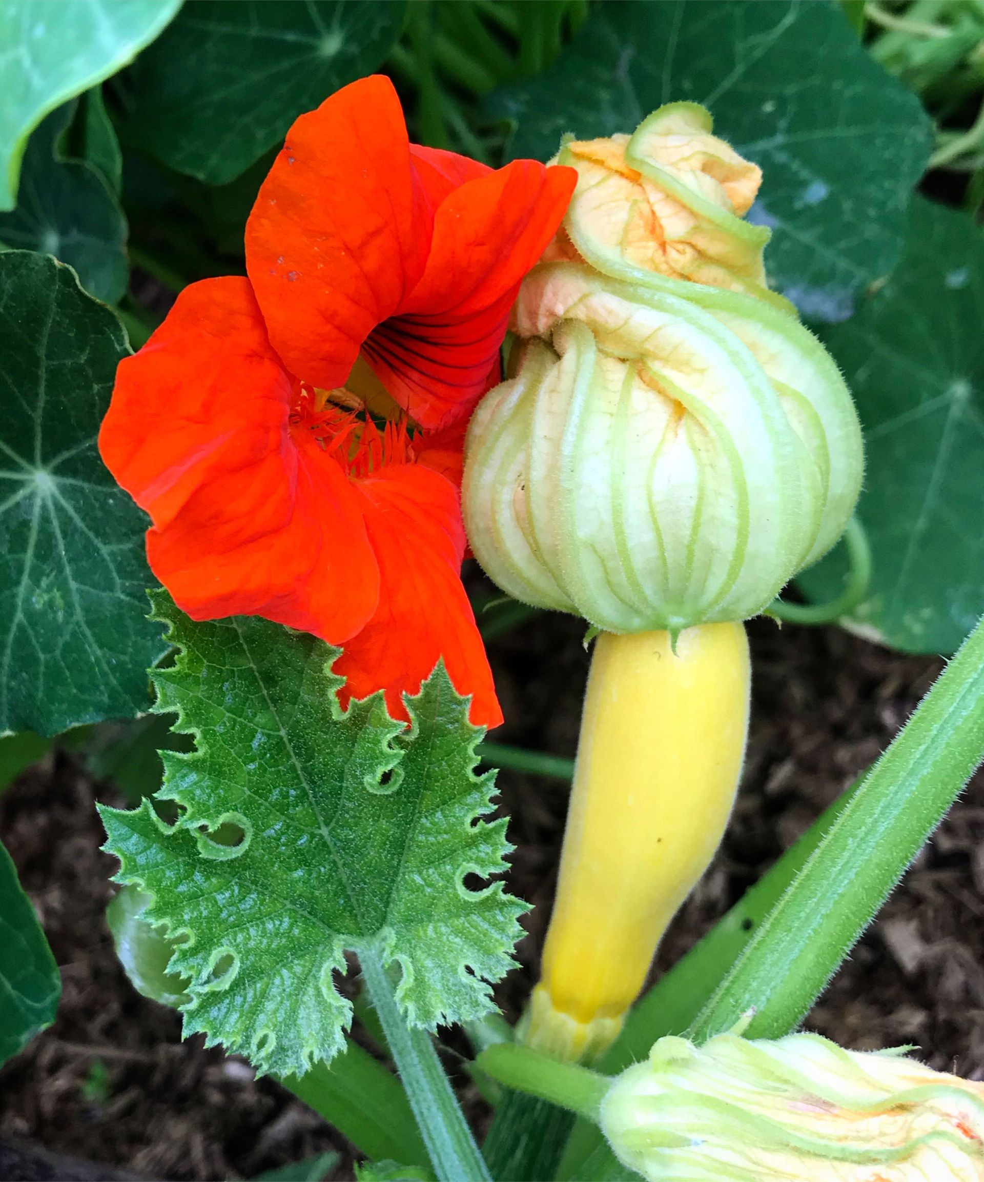 Zucchini companion plants: the best plants to grow with them | Homes ...