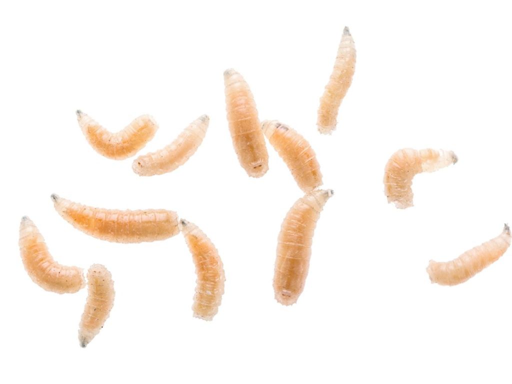 Tips To Help Control And Prevent Cabbage Maggots | Gardening Know How