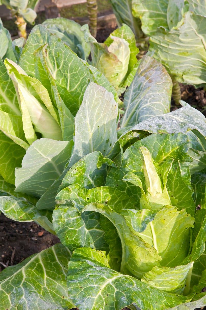 Growing Durham Early Cabbage – When To Plant Durham Early Cabbage ...
