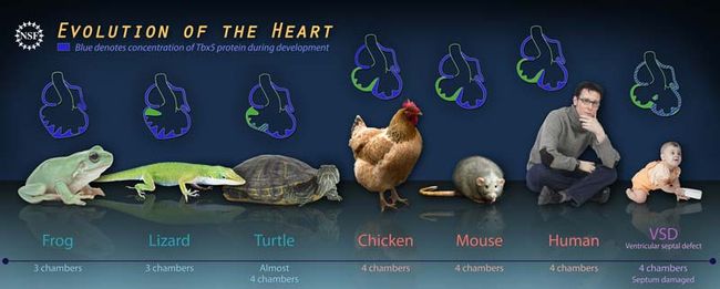 New Understanding of the Heart's Evolution | Live Science