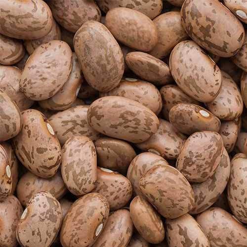 How to grow pinto beans - with some expert growing tips | Homes and Gardens