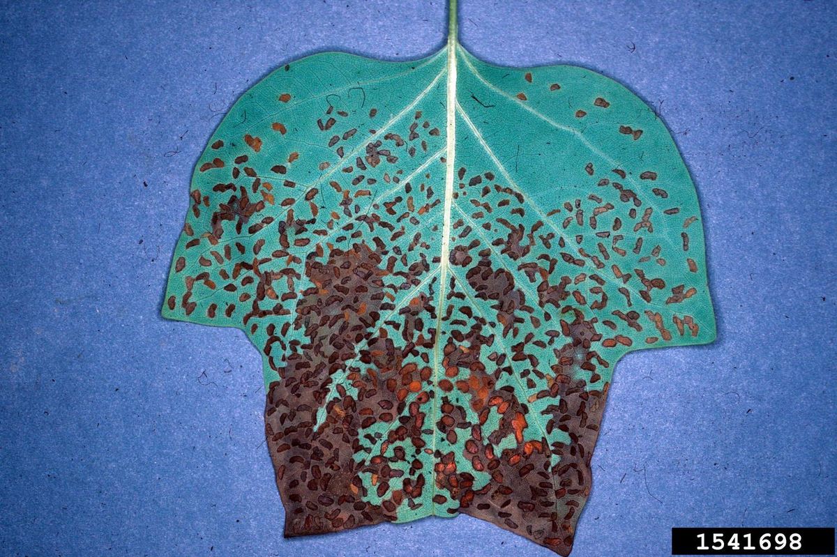 Yellow Poplar Weevil Control - How To Recognize And Treat Poplar Weevil ...