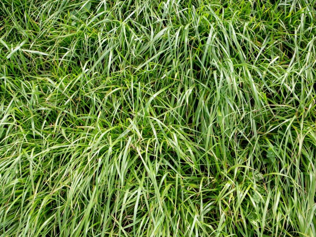 Ryegrass Cover Crops: How And When To Plant Annual Ryegrass | Gardening ...