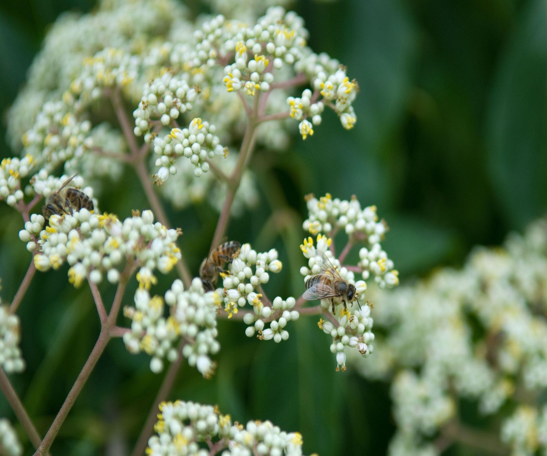 Best trees for wildlife: 10 tree species garden wildlife will love ...