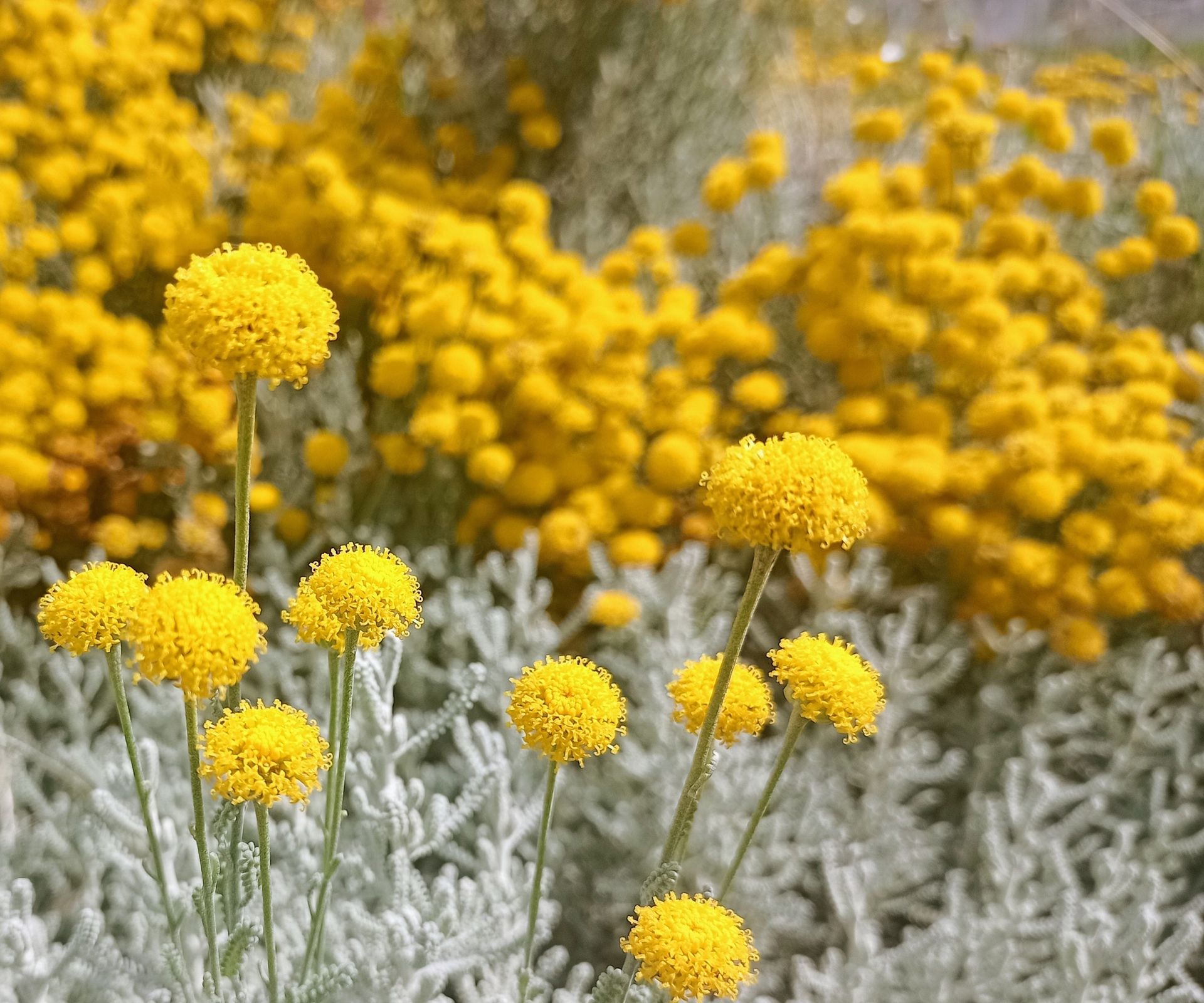 5 tick-repellent ground covers: deter pests in your yard | Homes and ...