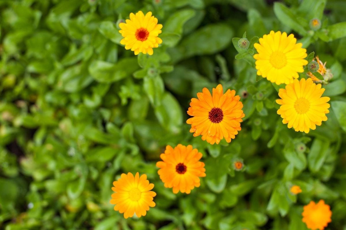 Common Calendula Varieties: Choosing Different Calendula Plants For The ...