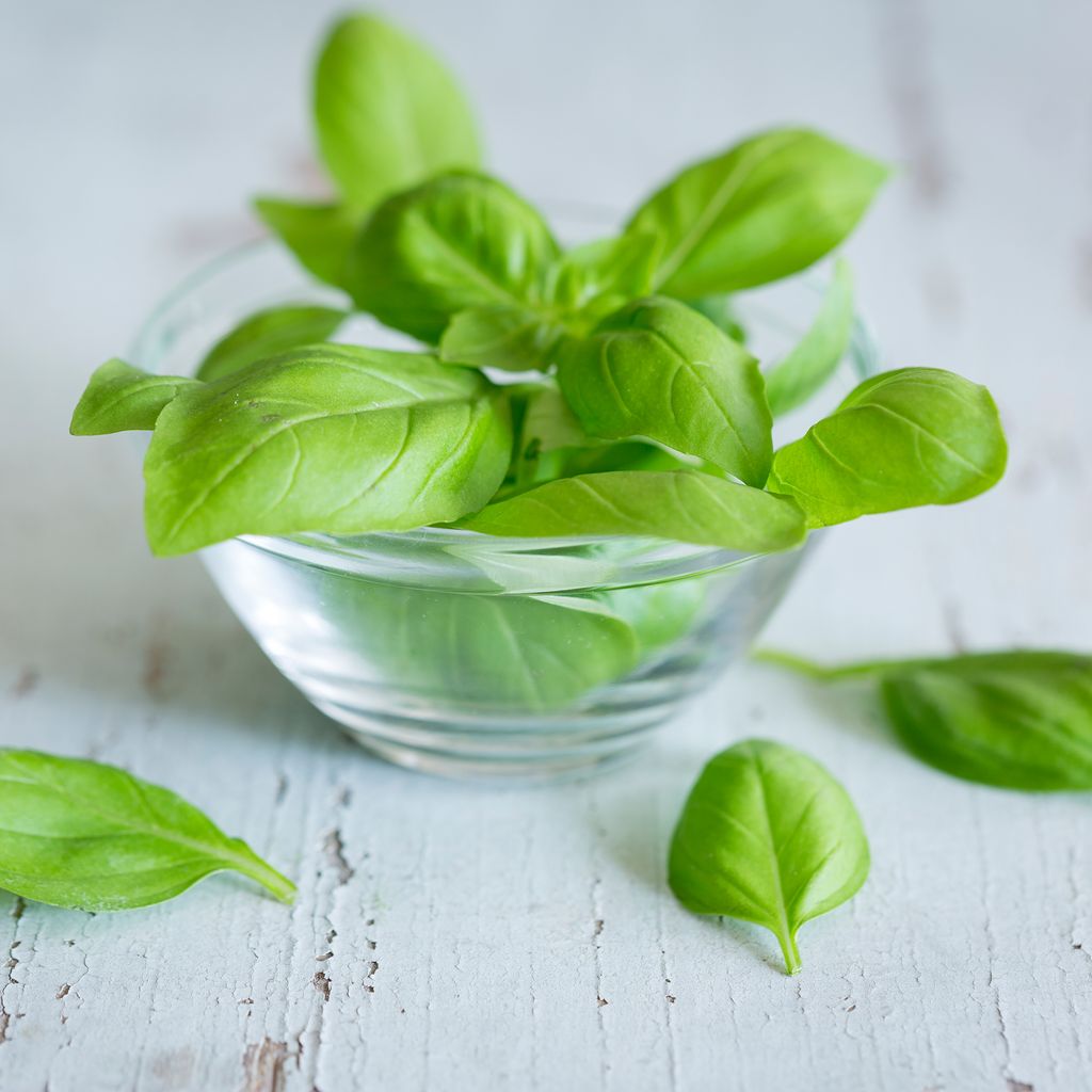 How to grow basil from shop bought: saving money and effort | Ideal Home