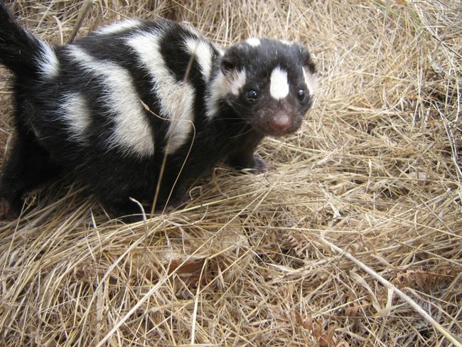 Facts About Skunks | Live Science