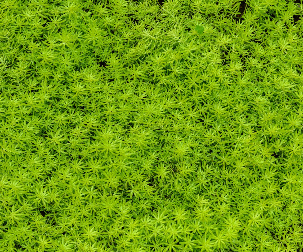 Oxygenating pond plants: 5 plants to clean your pond water | Homes and ...