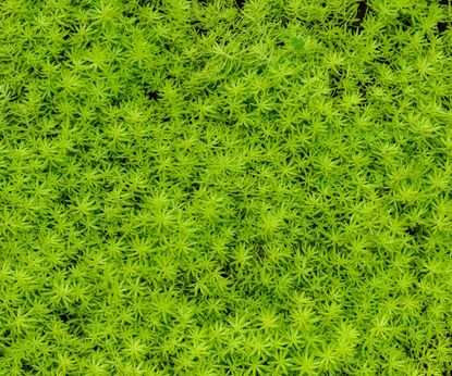 Oxygenating pond plants: 5 plants to clean your pond water | Homes and ...