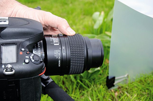 Home photography ideas: Capture flower photos outside with a DIY studio ...