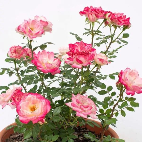 How to grow miniature roses for compact blooming shrubs | Homes and Gardens