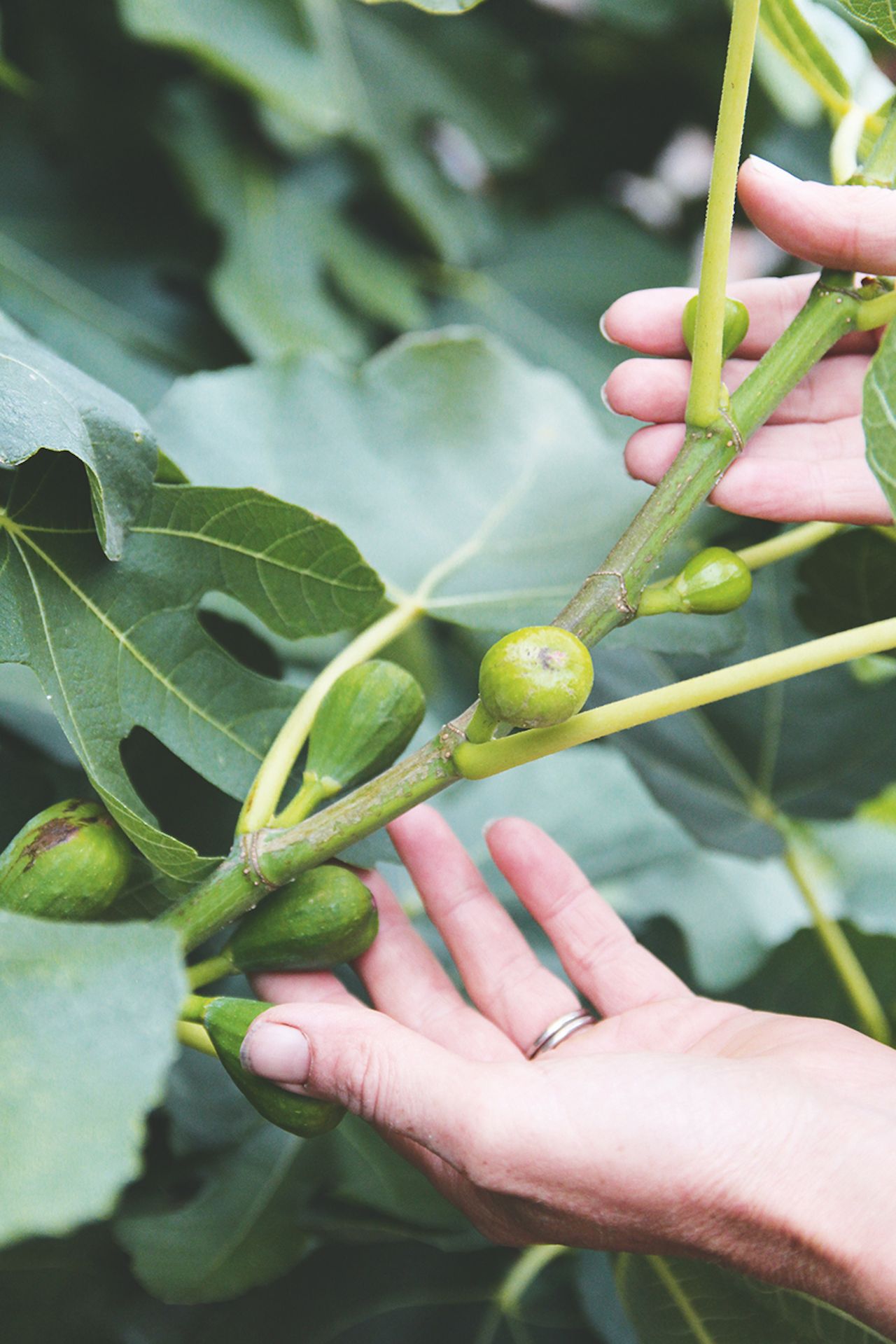 How to grow a fig tree | Homes and Gardens