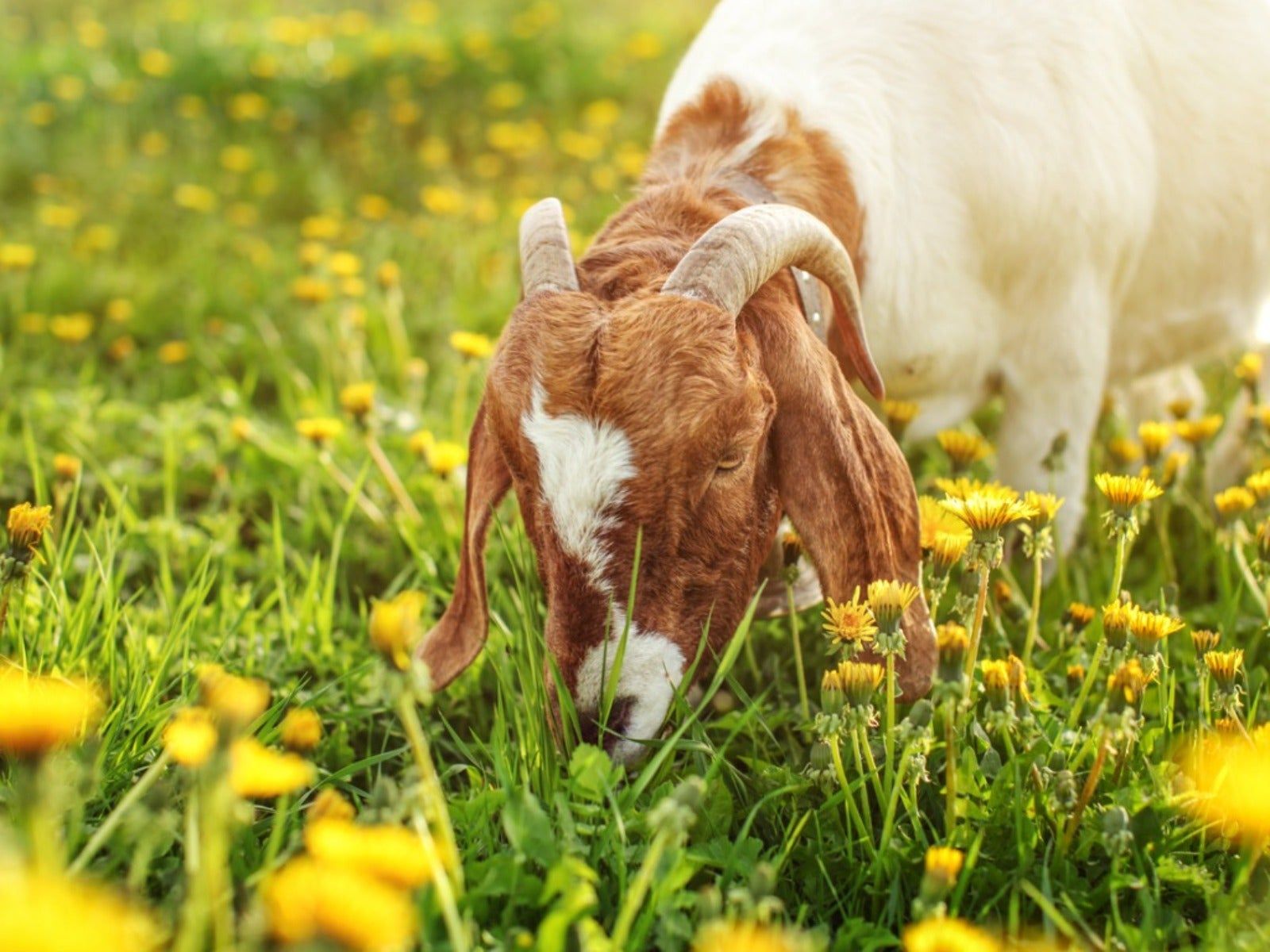 How To Rent Goats To Clear Land And Control Weeds | Gardening Know How