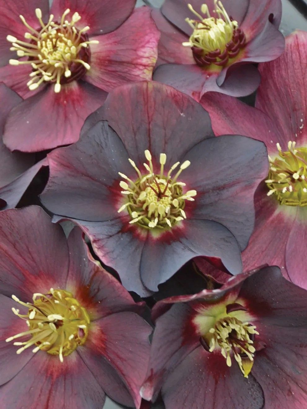 Where to plant hellebores for a colorful winter display | Homes and Gardens