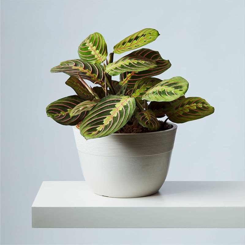 Calathea care guide: 5 expert tips on these fussy plants | Homes and ...