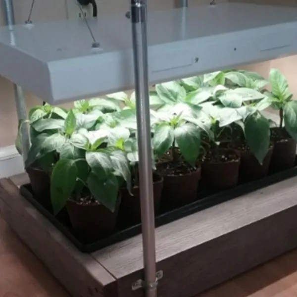 When to plant onion seeds - tips from an experienced grower | Homes and ...