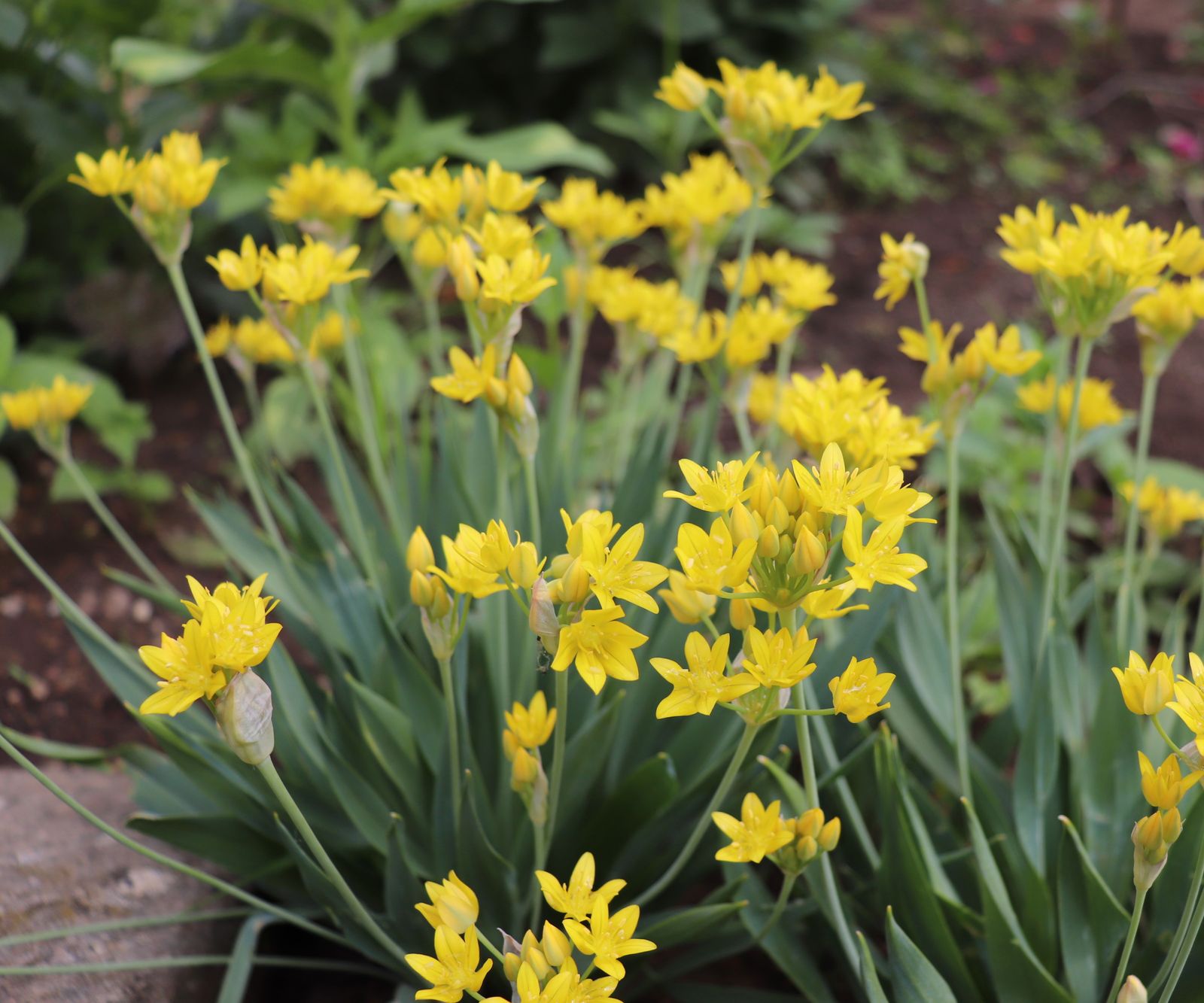 10 best varieties of allium bulbs to plant now | Homes and Gardens