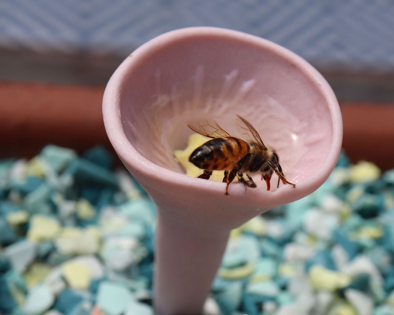 Bee Cups For Gardens: How To Add A Pollinator Water Station | Gardening ...
