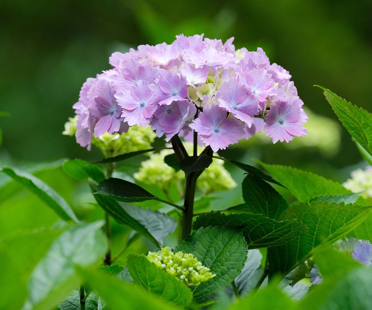 Can hydrangeas grow in shade? Garden experts advise | Homebuilding