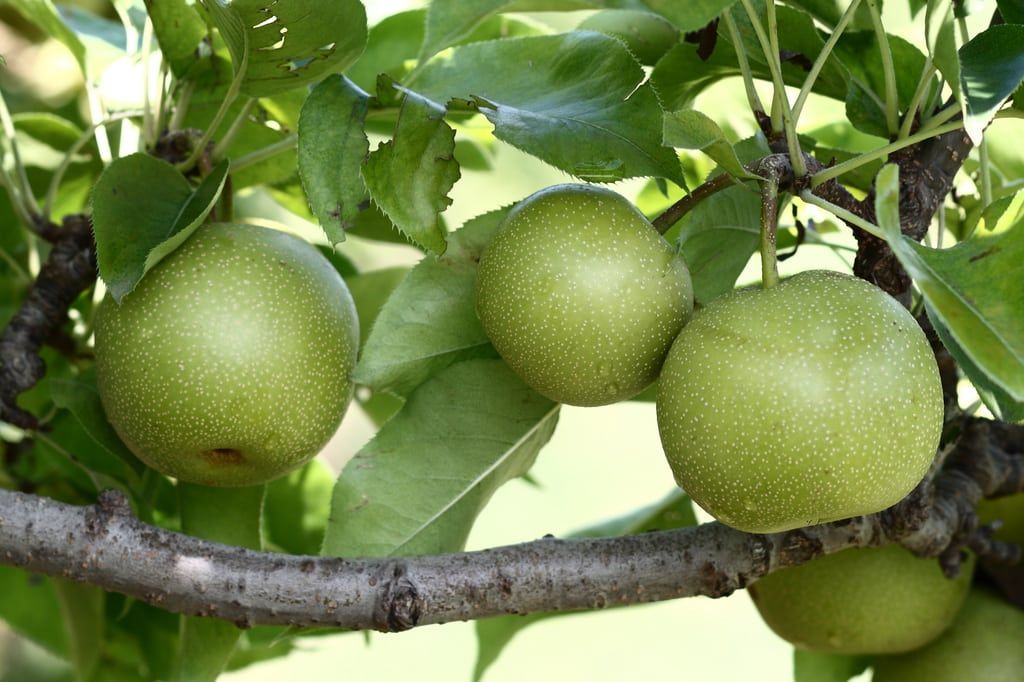 Shinseiki Pear Tree Info: How To Grow A Shinseiki Asian Pear Tree At ...