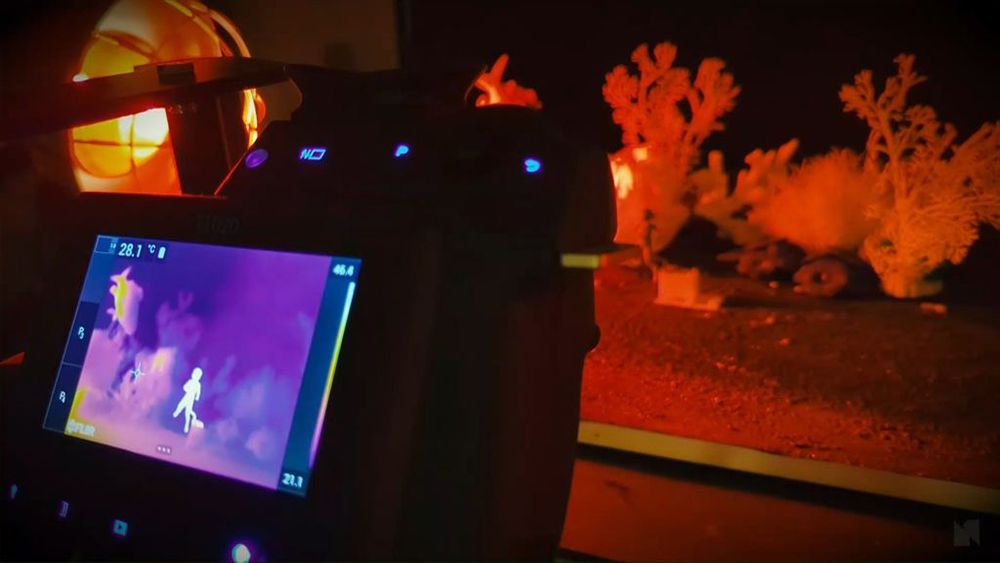 The stunning new WWF video used a really wild animation technique ...