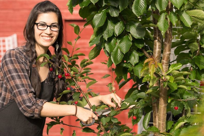 Tips & Information about Cherry Trees | Gardening Know How