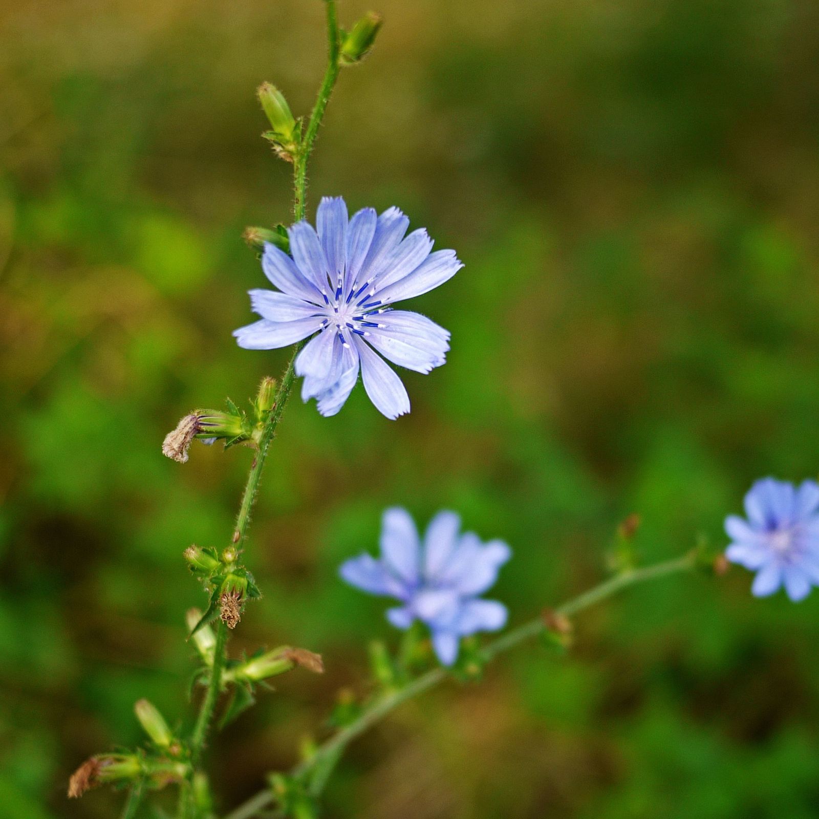 Edimentals: 9 pretty vegetables to grow in flower beds | Ideal Home