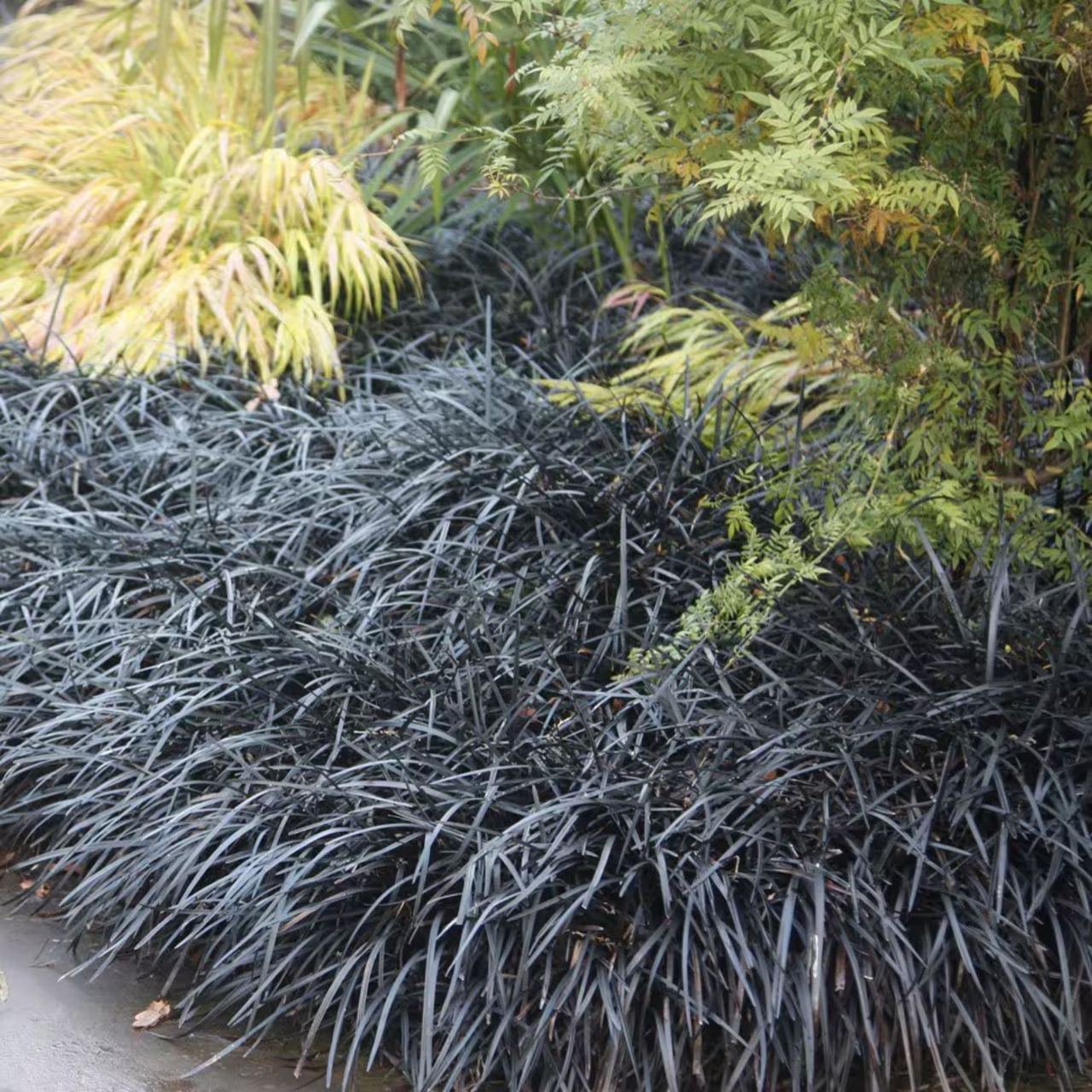 The 5 best ornamental grasses for pots and containers | Ideal Home