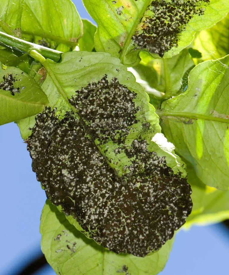 Why are my lemon tree leaves turning yellow? | Homes and Gardens