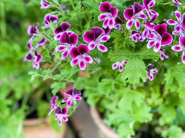 Tips & Information about Geraniums | Gardening Know How